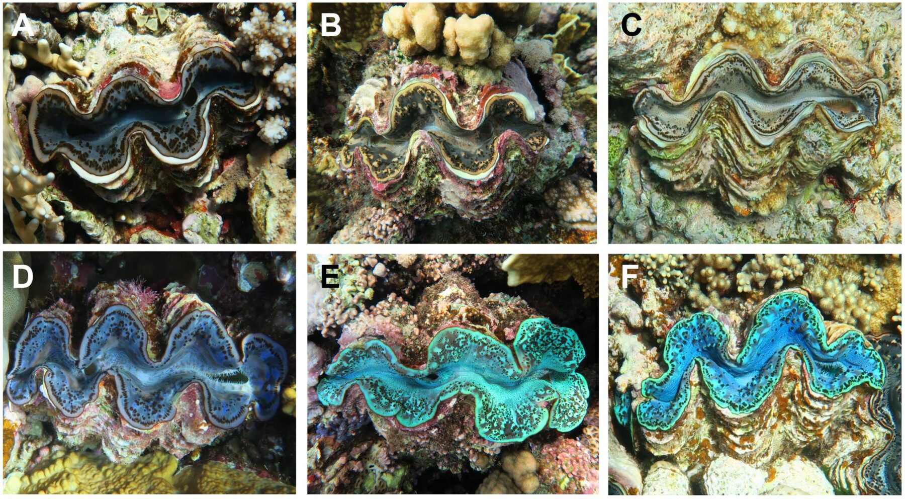 Giant Clams Can Manipulate Light To Assist Their Symbiotic Partner ...