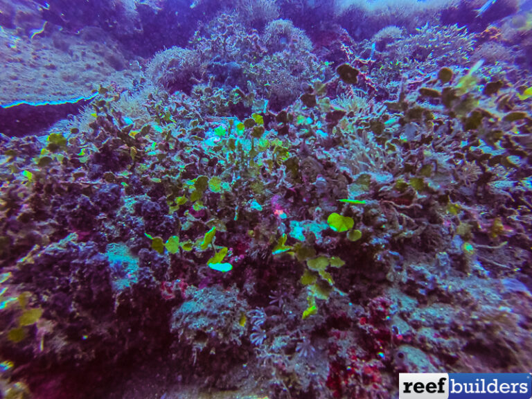 Halimeda Ghost Pipefish is More Unusual Than You Can Imagine | Reef ...