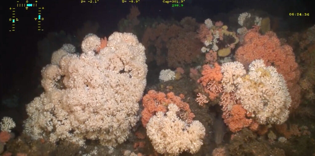 A Glimpse Into Cold Water Coral Reefs Around Iceland | Reef Builders ...