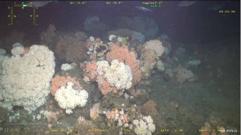 A Glimpse Into Cold Water Coral Reefs Around Iceland | Reef Builders ...