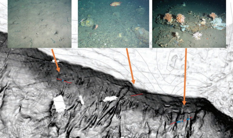 A Glimpse Into Cold Water Coral Reefs Around Iceland | Reef Builders ...