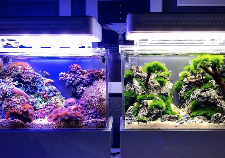 Tag: mini complete reef | Reef Builders | The Reef and Saltwater ...
