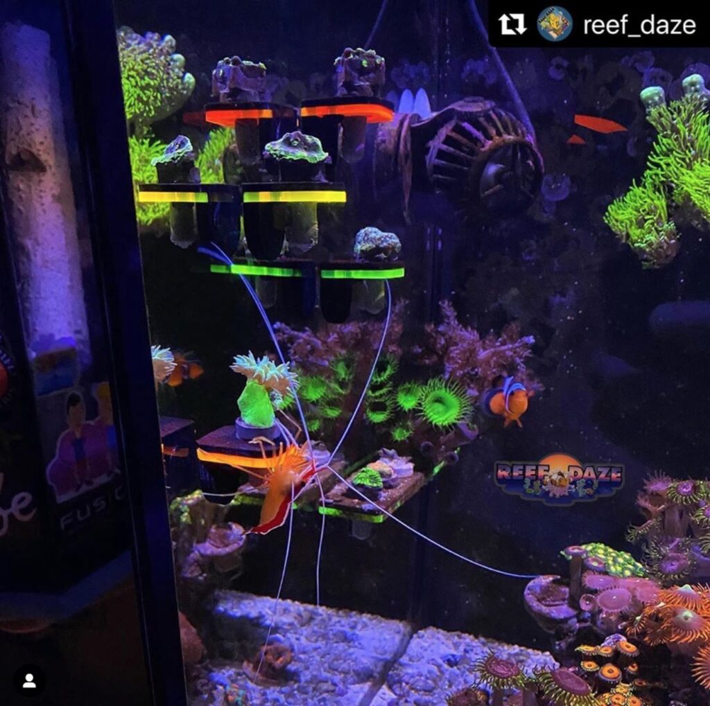 CoralOne GLO Edition Magnetic Solo Frag Racks from Oceanbox Designs ...