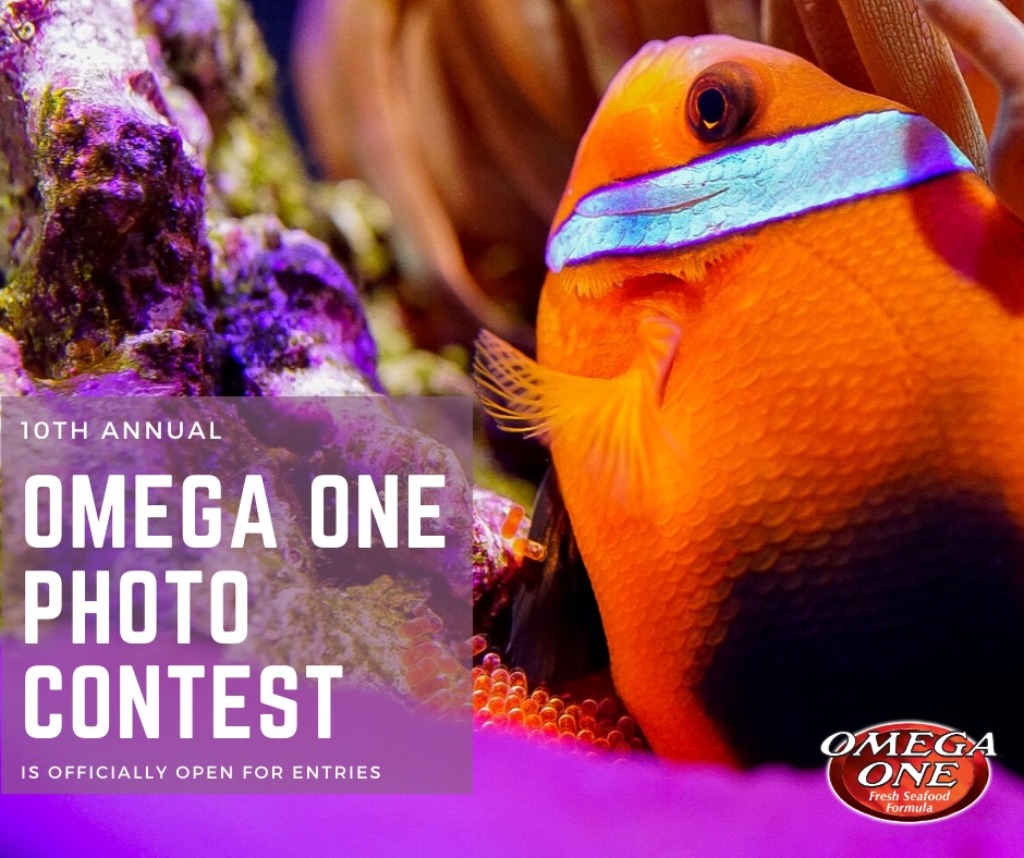 Enter To Win - Omega One Photo Contest | Reef Builders | The Reef and ...