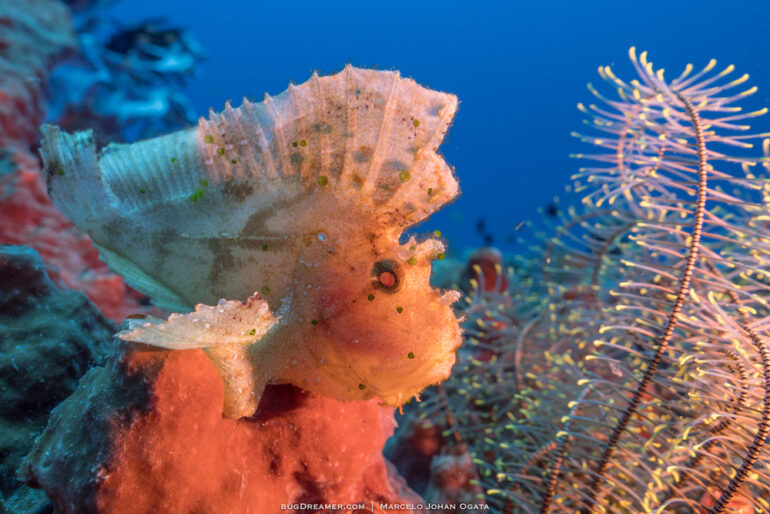 Awesome Fish Spotlight: Leaf Scorpionfish | Reef Builders | The Reef ...