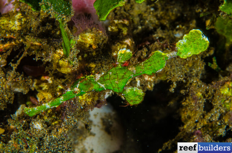 Halimeda Ghost Pipefish is More Unusual Than You Can Imagine | Reef ...