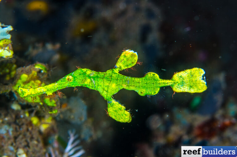 Halimeda Ghost Pipefish is More Unusual Than You Can Imagine | Reef ...