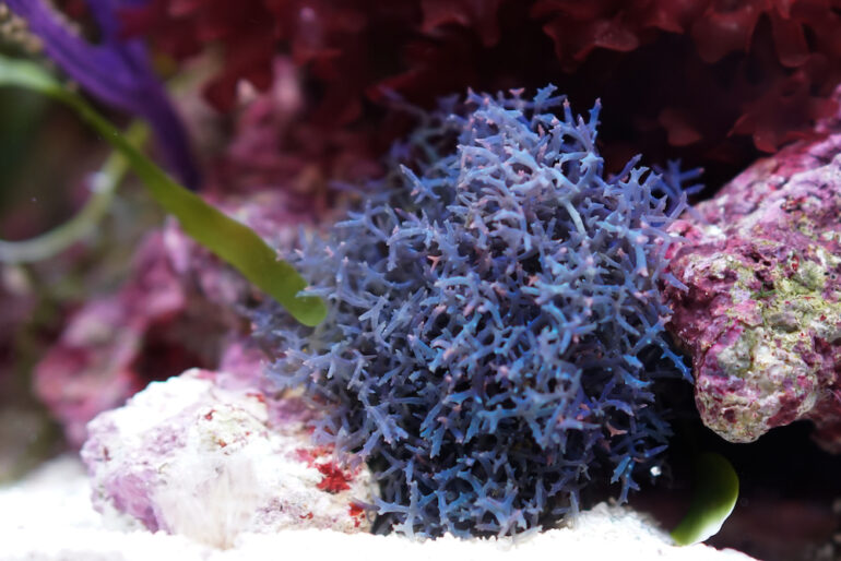 Tigahboy Macroalgae Tank - Reef Builders Featured Tank | Reef Builders ...