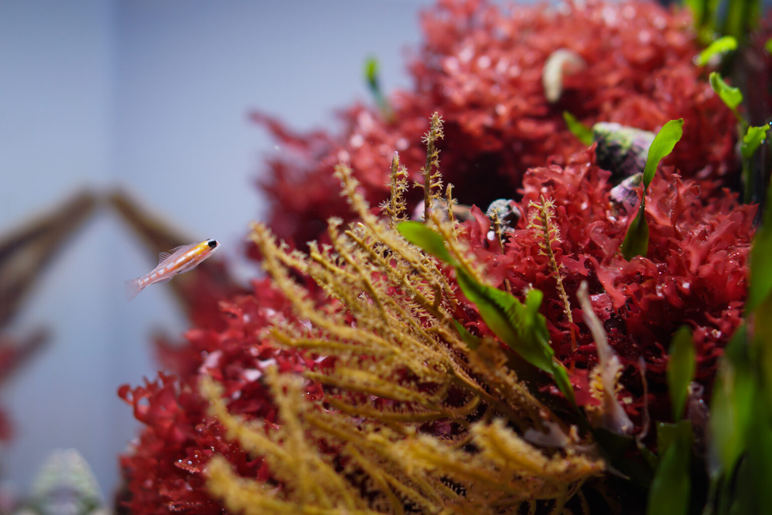 Tigahboy Macroalgae Tank - Reef Builders Featured Tank | Reef Builders ...