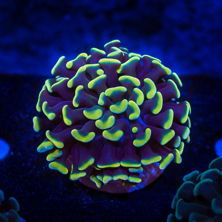 World Wide Corals 13th Anniversary Live Sale! | Reef Builders | The ...