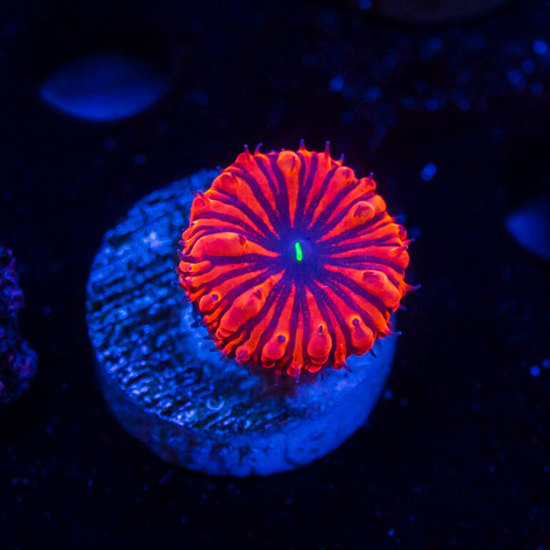 World Wide Corals 13th Anniversary Live Sale! | Reef Builders | The ...