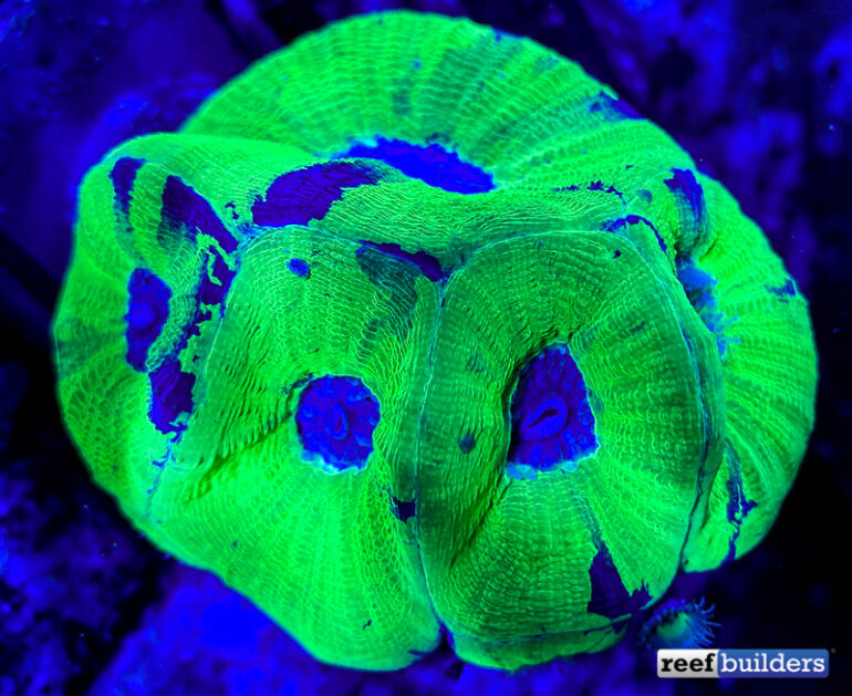 Moseleya latistella- The First Colony I HAD to Have | Reef Builders | The Reef and Saltwater ...