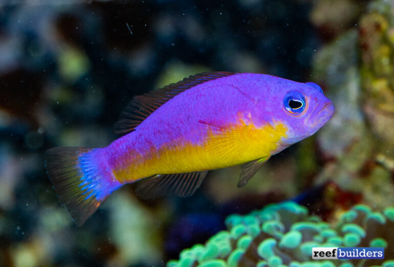 Three of Our Favorite Fish and Why We Got Them from TSM Aquatics | Reef ...