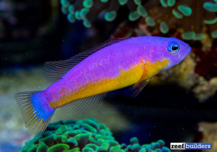 Tag: nano reef fish | Reef Builders | The Reef and Saltwater Aquarium Blog