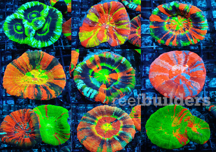 Tag: scolymia australis | Reef Builders | The Reef and Saltwater ...