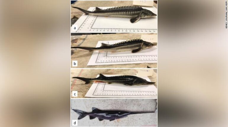 Meet The “Sturddlefish” A Bizzare Looking Accidental Hybrid | Reef ...