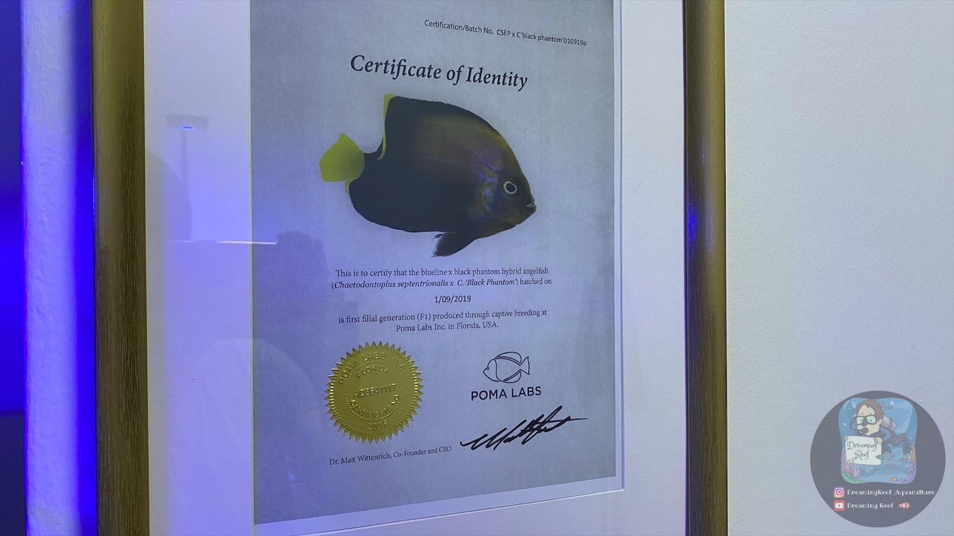 The Hybrid Beauty, Blue Phantom Angelfish by Poma Labs | Reef Builders ...