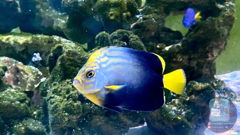 The Hybrid Beauty, Blue Phantom Angelfish by Poma Labs | Reef Builders ...