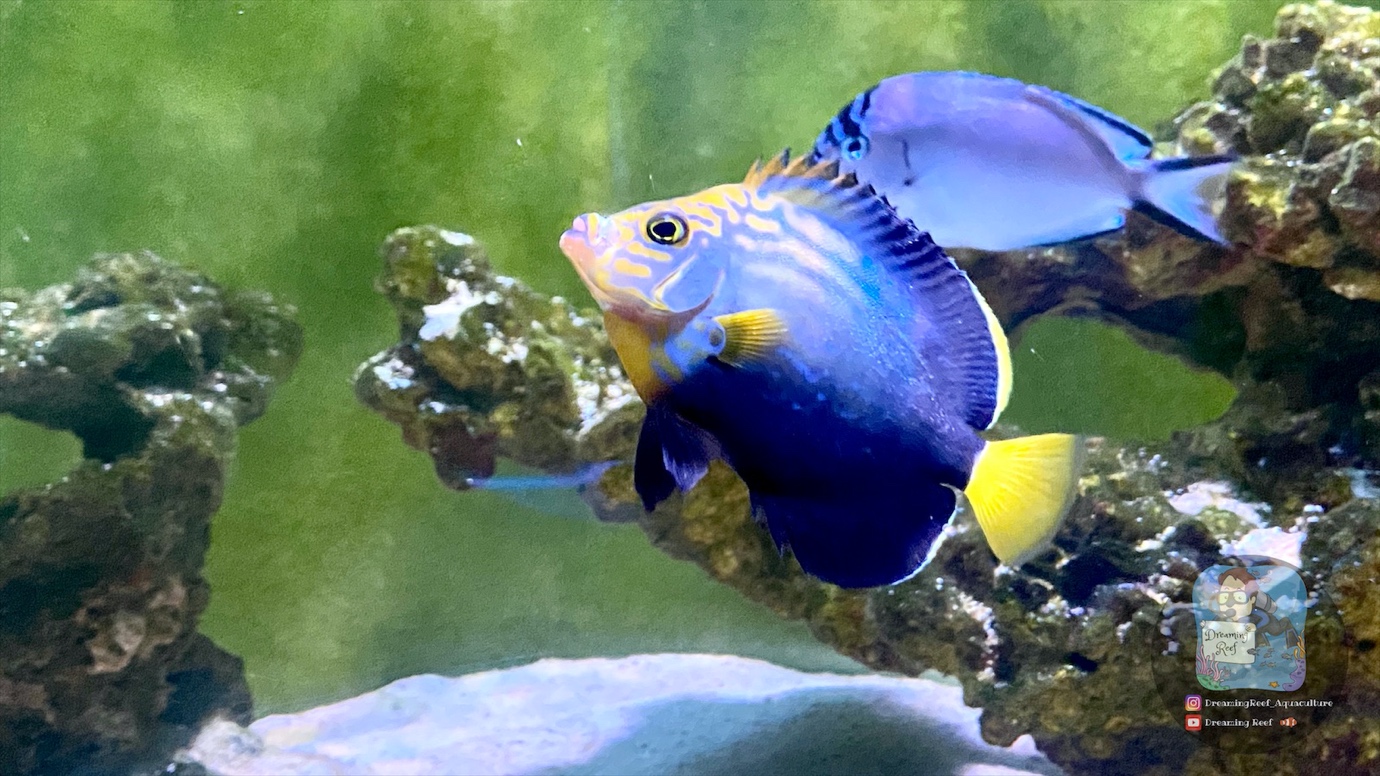 The Hybrid Beauty, Blue Phantom Angelfish by Poma Labs | Reef Builders ...