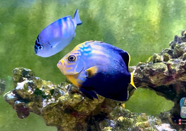 Tag: black phantom angelfish | Reef Builders | The Reef and Saltwater ...