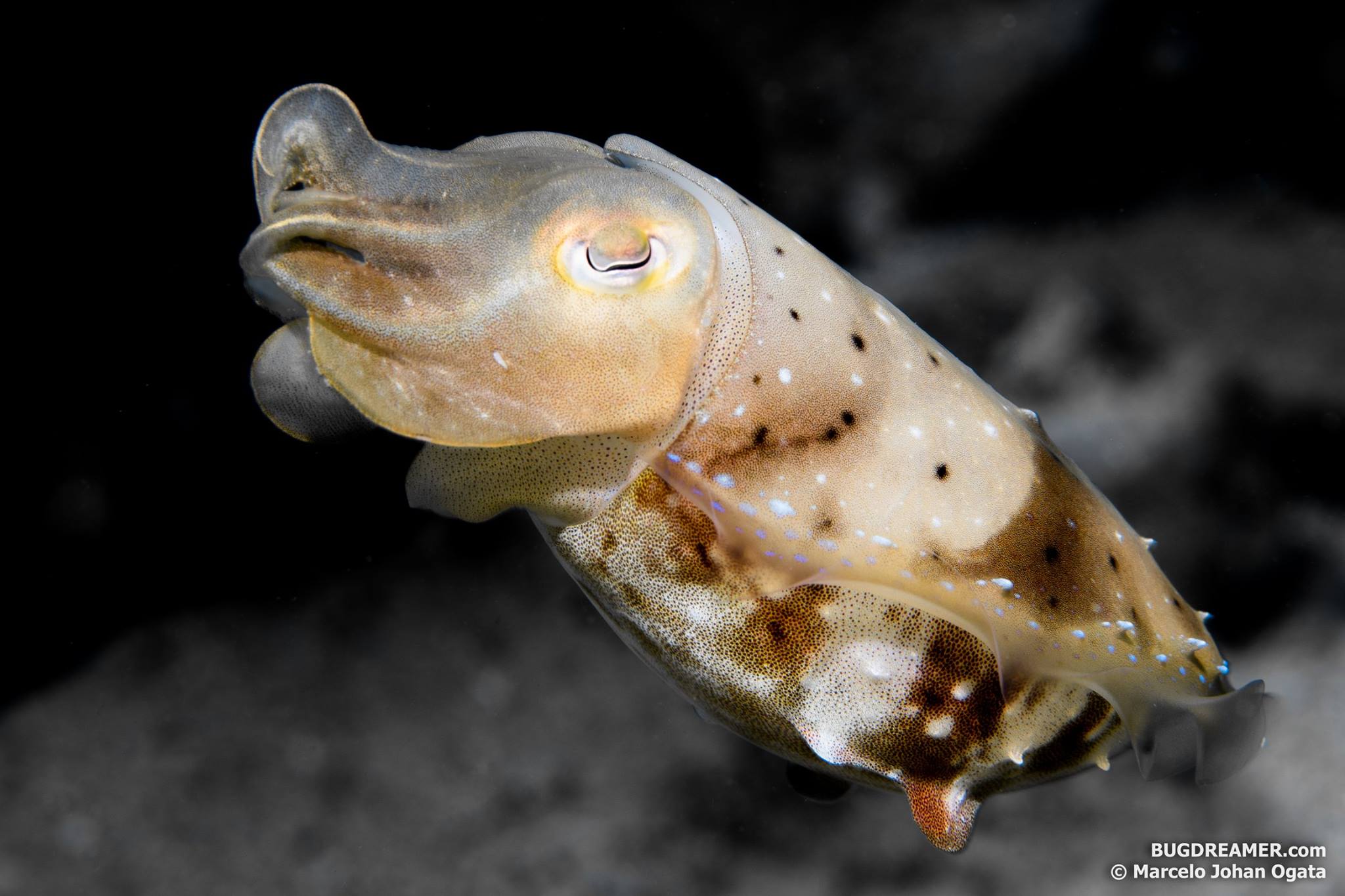 Meet The Striped Pyjama Squid: Sepioloidea lineolata | Reef Builders ...