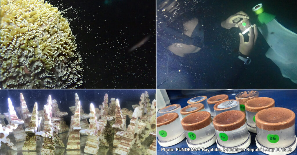 Coral Spawning Recorded Across The Caribbean August 2020 | Reef ...