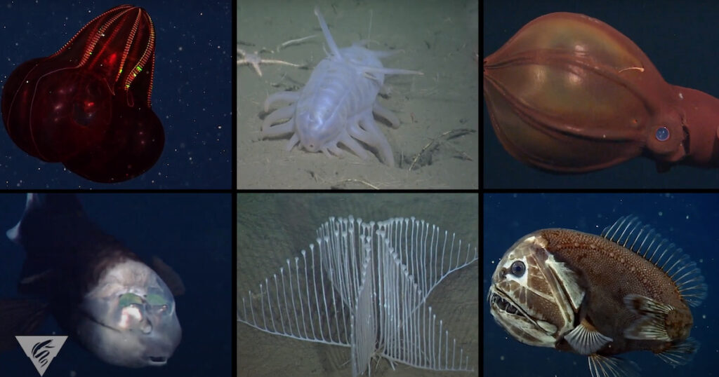 Monterey Bay Aquarium Research Institute Shares Video Of The Most ...
