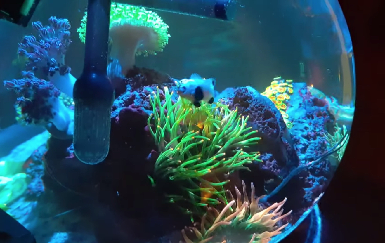 Gaze Into This Crystal Reef Ball by Mini Ecossistemas Brazil | Reef ...