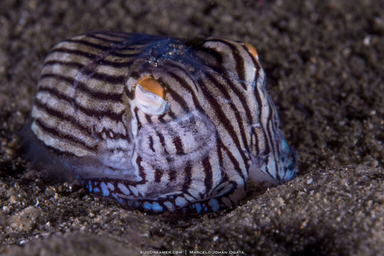 Meet The Striped Pyjama Squid: Sepioloidea lineolata | Reef Builders ...