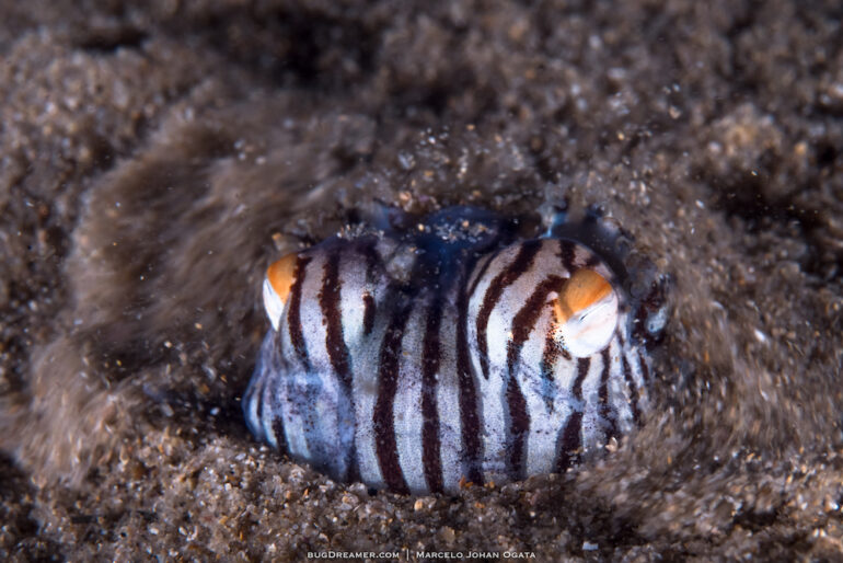 Meet The Striped Pyjama Squid: Sepioloidea lineolata | Reef Builders ...