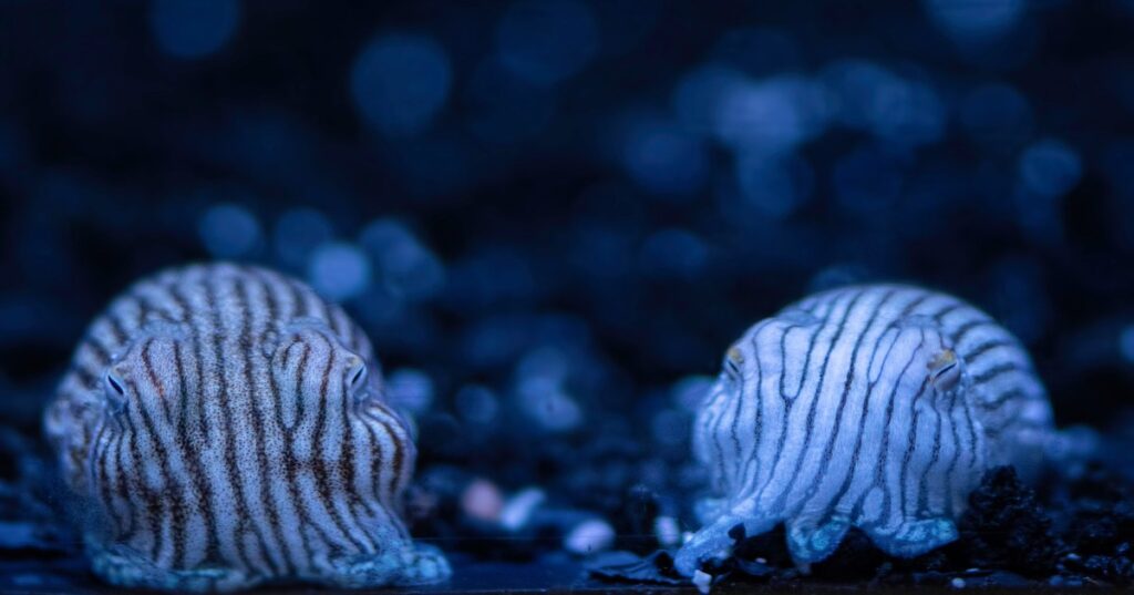 Meet The Striped Pyjama Squid: Sepioloidea lineolata | Reef Builders ...