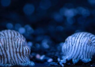 Category: Cephalopods | Reef Builders | The Reef and Saltwater Aquarium ...