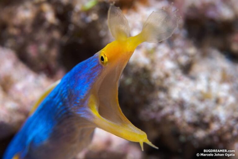 Creature Feature: The Blue Ribbon Eel | Reef Builders | The Reef and ...