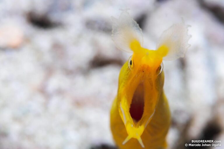 Creature Feature: The Blue Ribbon Eel | Reef Builders | The Reef and ...