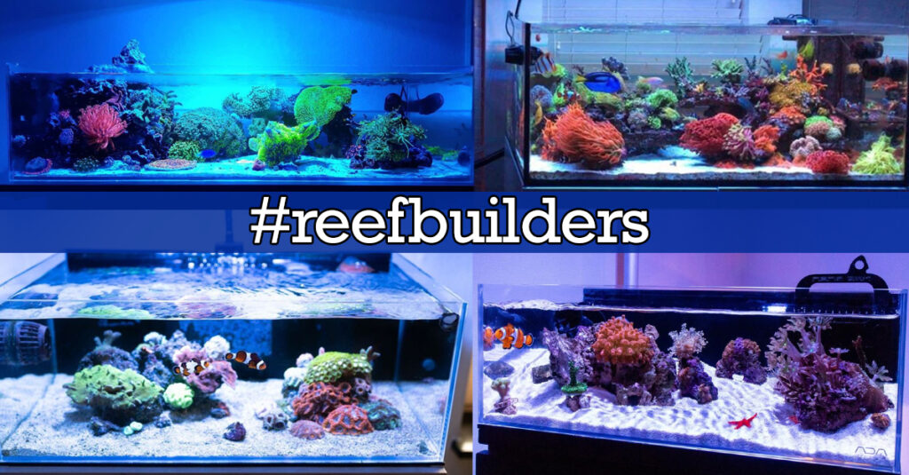 Shallow Reefs We Found On #reefbuilders Instagram | Reef Builders | The ...