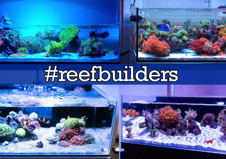 Category: Micromussa | Reef Builders | The Reef and Saltwater Aquarium Blog