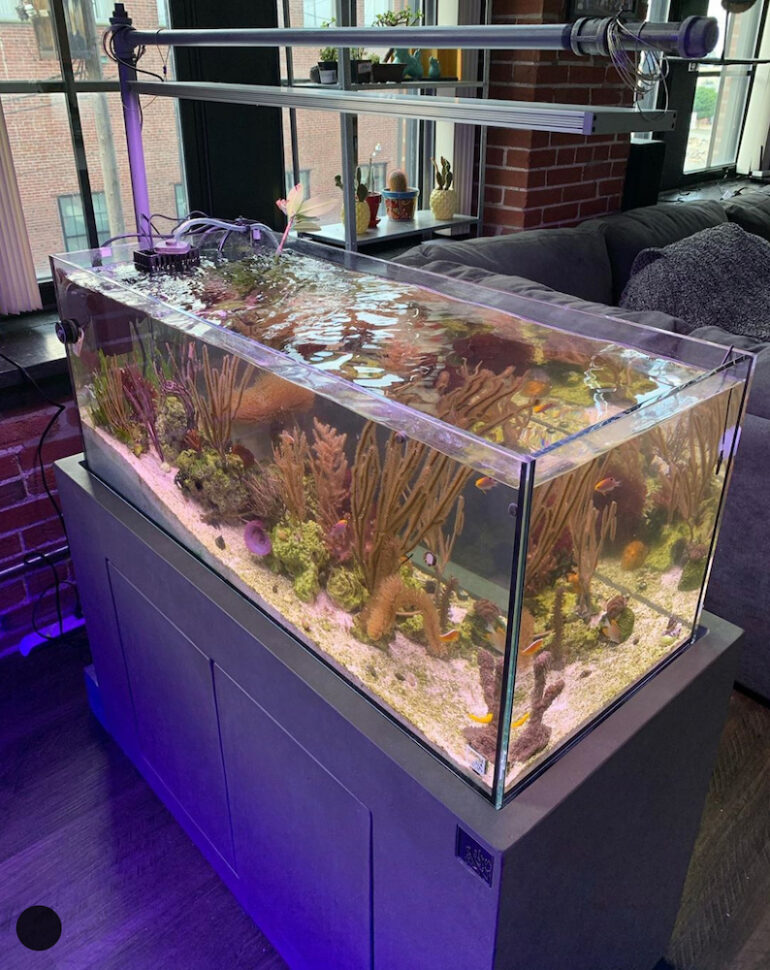 Meet Tyler’s Coastal Lagoon Gorgonian Reef Tank | Reef Builders | The ...