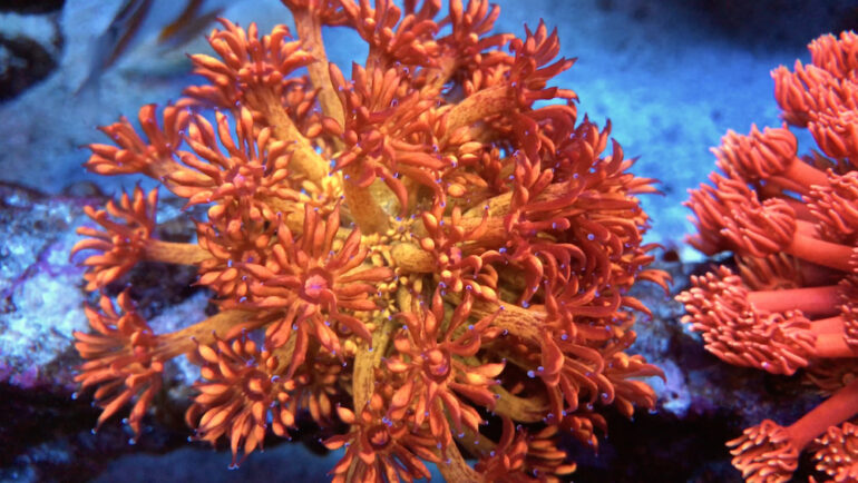 Kevin’s Reef Tank Is An LPS Masterpiece | Reef Builders | The Reef and ...