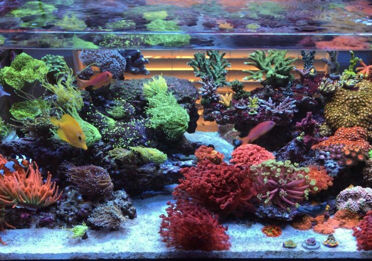 Tag: goniopora | Reef Builders | The Reef and Saltwater Aquarium Blog