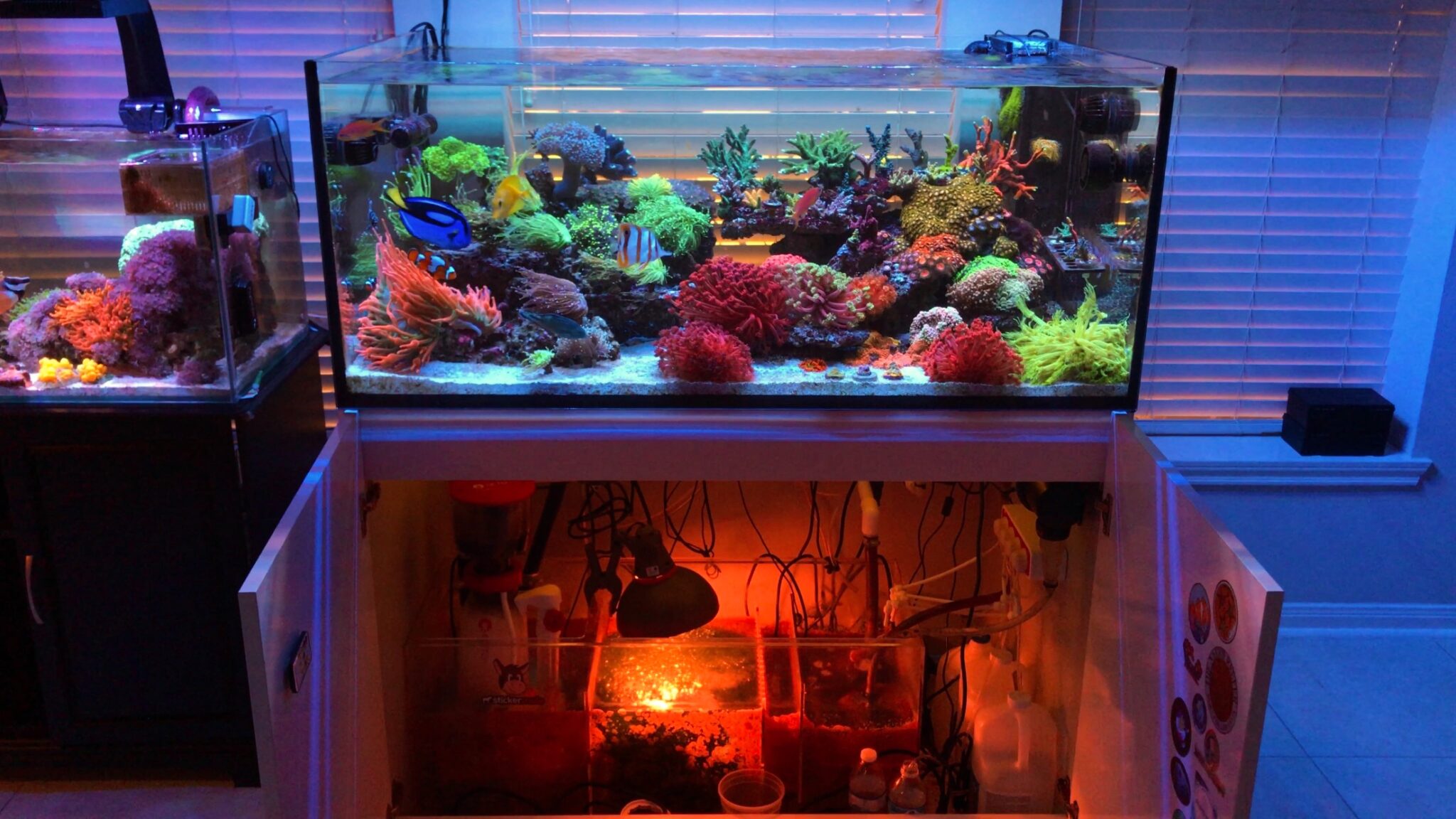 Kevin’s Reef Tank Is An LPS Masterpiece | Reef Builders | The Reef and Saltwater Aquarium Blog