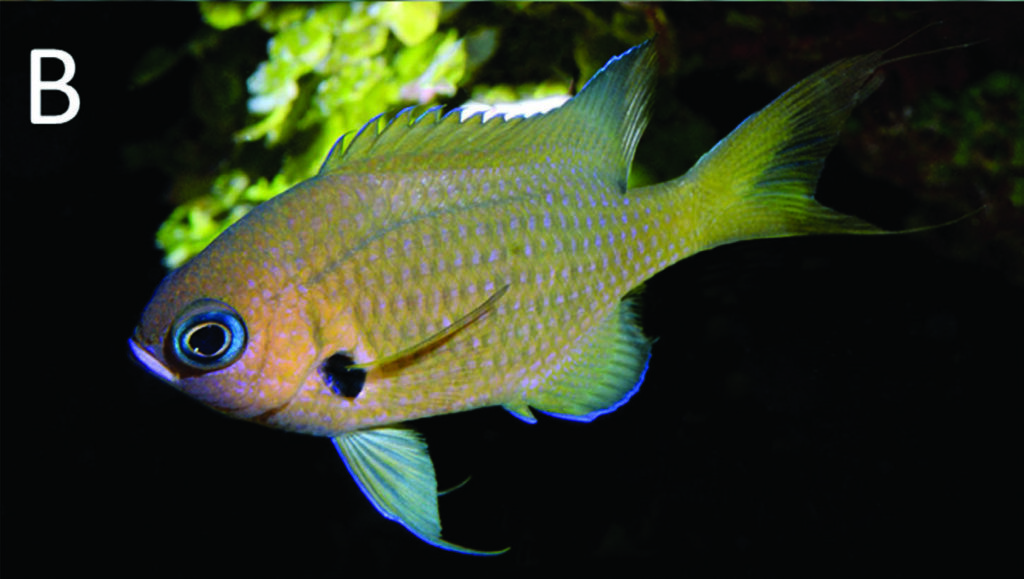 Chromis pacifica, a New Name for a Common Damselfish | Reef Builders ...