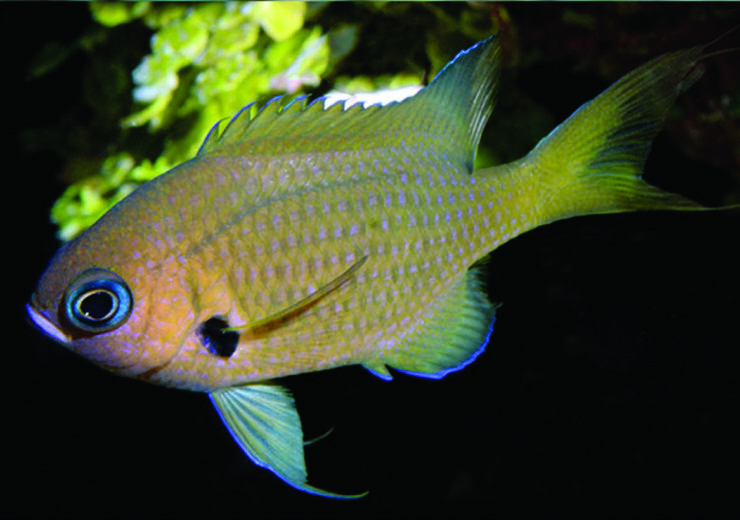 Category: chromis | Reef Builders | The Reef and Saltwater Aquarium Blog