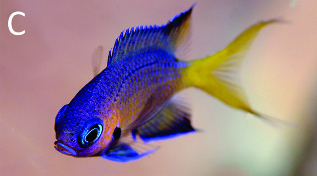 Chromis pacifica, a New Name for a Common Damselfish | Reef Builders ...