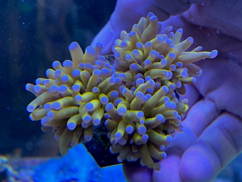Watch Out for a New More Damaging Euphyllia Flatworm | Reef Builders ...