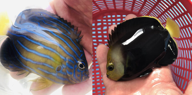 The Hybrid Beauty, Blue Phantom Angelfish by Poma Labs | Reef Builders ...