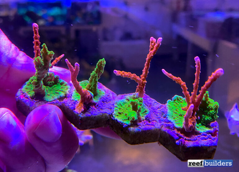 Experimenting With Color Mixing in Montipora | Reef Builders | The Reef ...
