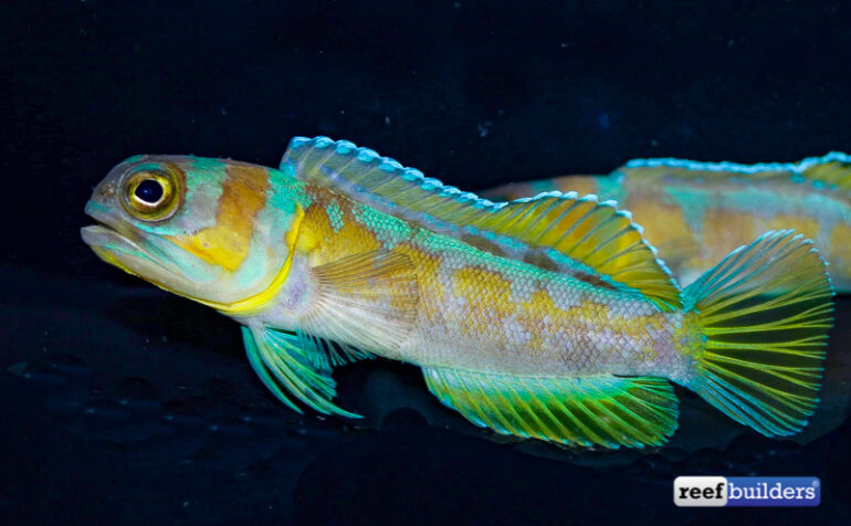 Blue Harbor Flexes Rare Pair of Hopkin’s Jawfish | Reef Builders | The ...