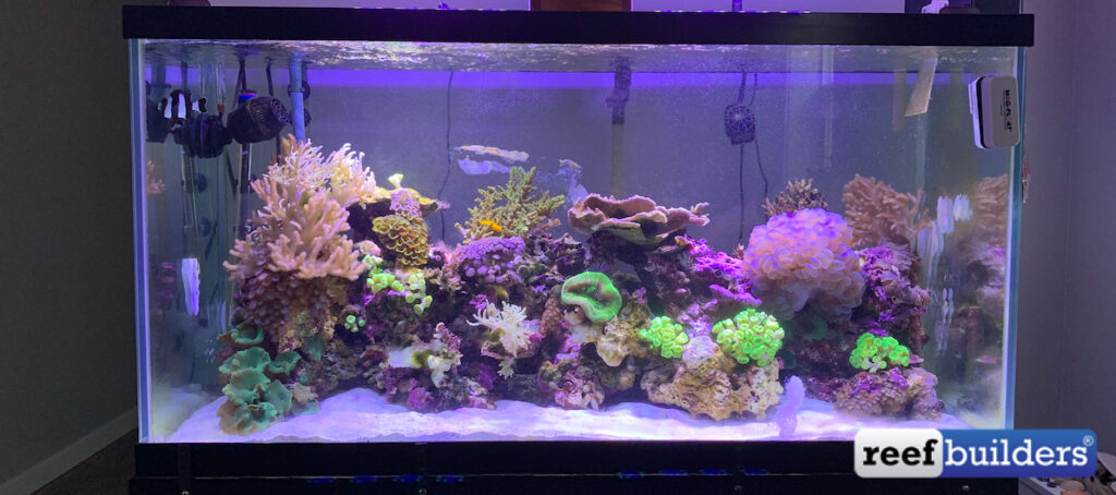 Get A Jumpstart To Reef Keeping By Adopting An Old Aquarium | Reef ...