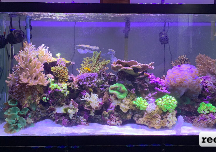 Tag: 90g reef | Reef Builders | The Reef and Saltwater Aquarium Blog
