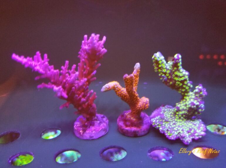 Coral Frag Garden Maintenance | Reef Builders | The Reef and Saltwater ...